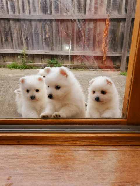 Pure breed Japanese spitz pups | Dogs & Puppies | Gumtree Australia ...