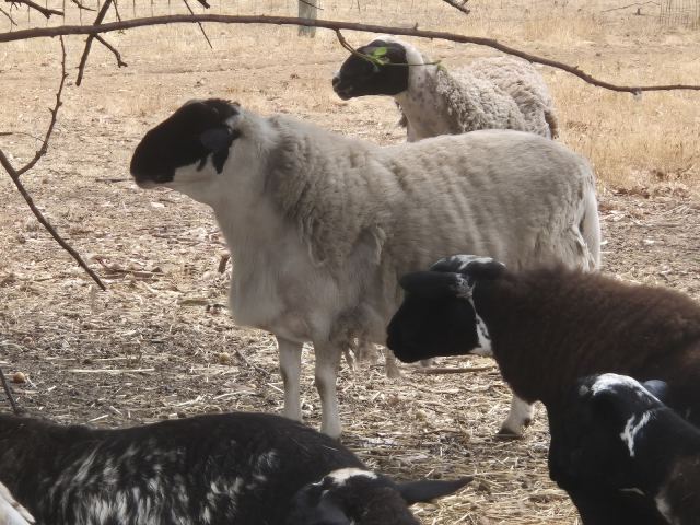 sheep self-shedding | Livestock | Gumtree Australia Mundaring Area ...