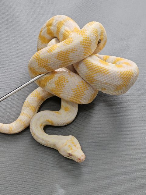 Albino darwin python | Reptiles & Amphibians | Gumtree Australia ...