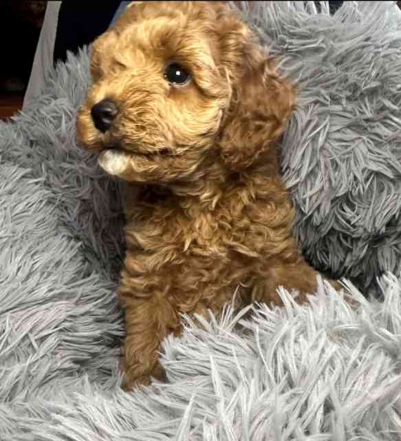 Adorable Toy Poodle Puppies 🐩 DNA Clear | Dogs & Puppies | Gumtree ...