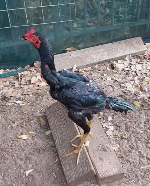 Shamo x Thai gamefowl cockerels | Birds | Gumtree Australia Darwin City ...