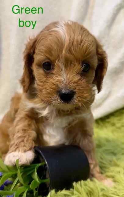 🎁💝 Toy Cavoodles F1 (first Generation) DNA tested 🏅 | Dogs & Puppies ...