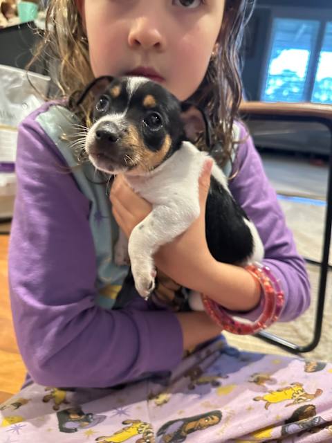 Purebred Tri Coloured Mini Foxie pup - ready for a loving home! | Dogs ...