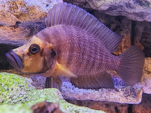 Tanganyikan Cichlid Fish Moving Sale | Fish | Gumtree Australia Wyndham ...