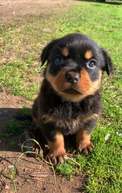BEAUTIFUL ROTTWEILER PUPPIES | Dogs & Puppies | Gumtree Australia ...