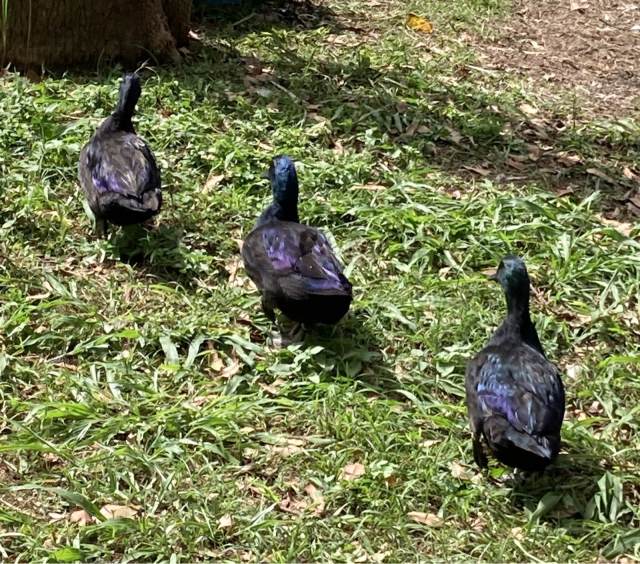 Rare Black East Indie Bantam Duck Triplet (1 male, 2 females) $170 ...