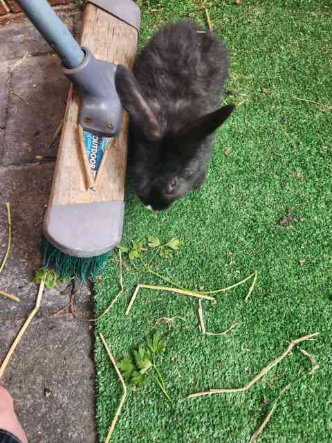 mini lop eared x rabbits | Rabbits | Gumtree Australia Wyndham Area ...