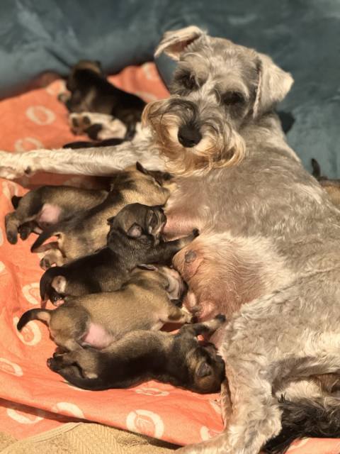 PURE BRED MINIATURE SCHNAUZER PUPPIES | Dogs & Puppies | Gumtree ...