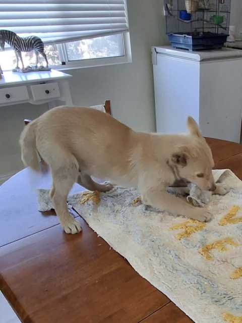 cream kelpie x collie | Dogs & Puppies | Gumtree Australia Dandaragan ...