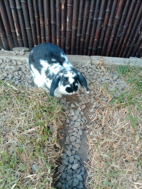 mini loop rabbit | Rabbits | Gumtree Australia Maitland Area - Thornton ...