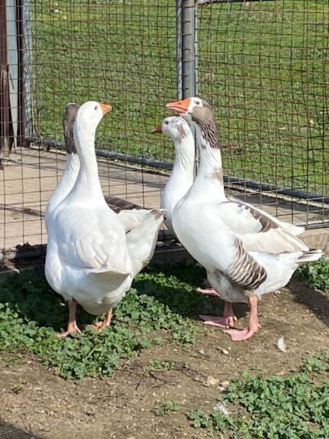 4 female geese 2-4 years old | Livestock | Gumtree Australia Mitchell ...