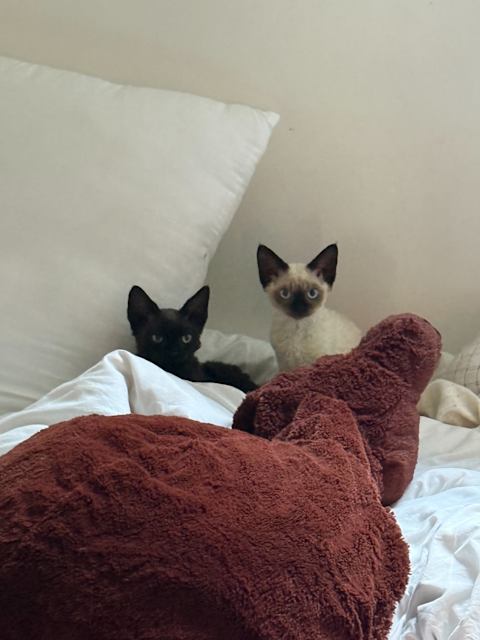 Devon rex kittens available | Cats & Kittens | Gumtree Australia ...