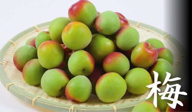 JAC rare plants --梅 / ウメ prunus mume -- umeboshi plant - Plants in ...