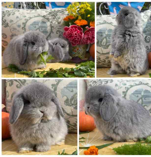 🌸 Purebred Mini Lop Baby Bunny Rabbits 💗 | Rabbits | Gumtree Australia ...
