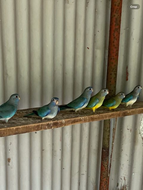 Young Scarlet Breasts | Birds | Gumtree Australia Guyra Area - Tingha ...