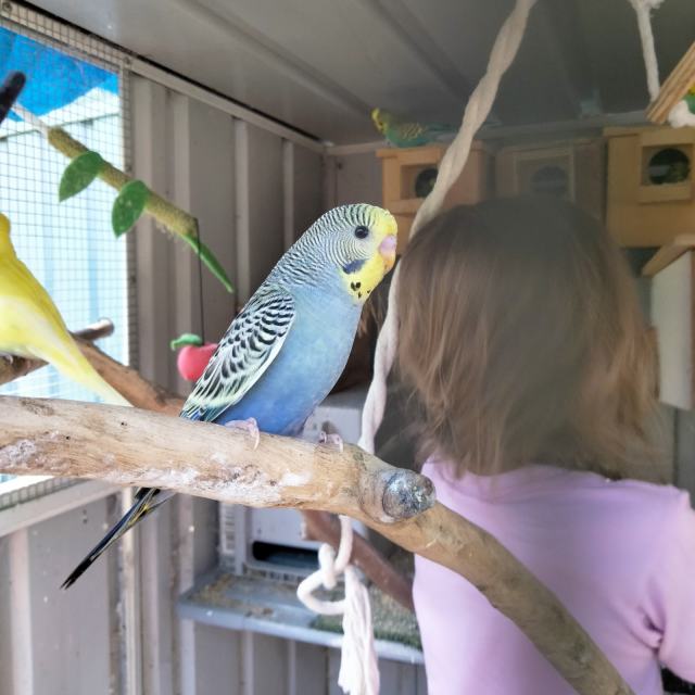 Beautiful young budgies | Birds | Gumtree Australia Wyong Area ...