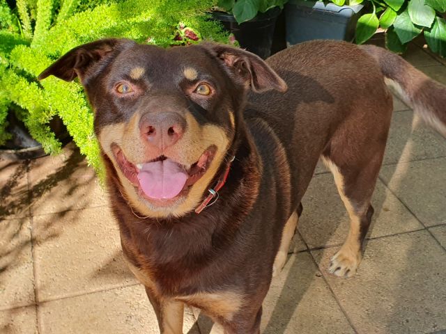 Pure-bred red kelpie | Dogs & Puppies | Gumtree Australia Mallala Area ...