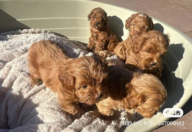 puppy for sale | Dogs & Puppies | Gumtree Australia Adelaide City ...