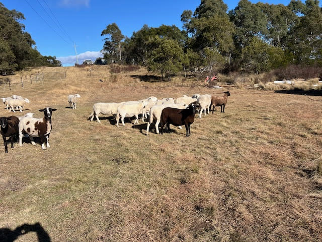 Self shedding Sheep | Livestock | Gumtree Australia Palerang Area ...