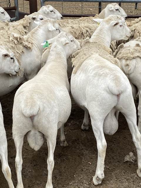 Rams Aussie white | Livestock | Gumtree Australia Gwydir Area - Copeton ...