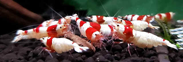**Top quality Crystal Red Shrimp (CRS) available (Post or pick-up ...