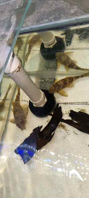 L387, L066, L397, L270, L333 and L201 Plecos for sale | Fish | Gumtree ...