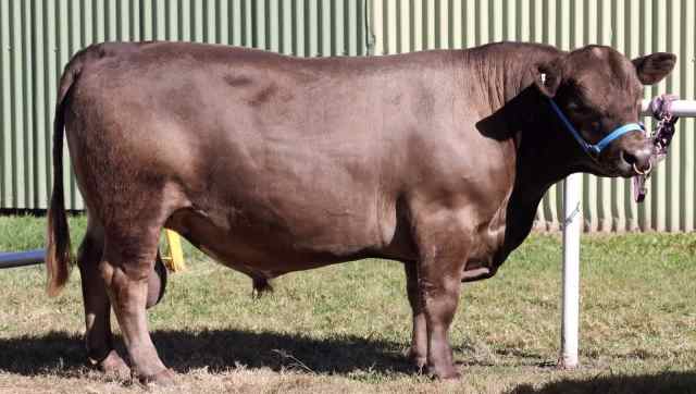 Registered Square Meater Bull | Livestock | Gumtree Australia Pine ...