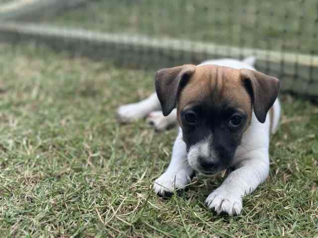 JACK RUSSEL X MINI FOXY PUPS | Dogs & Puppies | Gumtree Australia ...