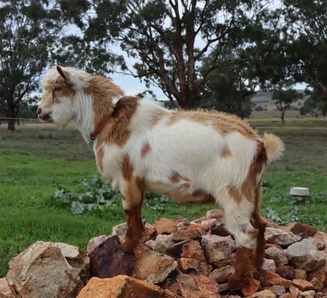 Registered Nigerian Dwarf Buck | Livestock | Gumtree Australia ...