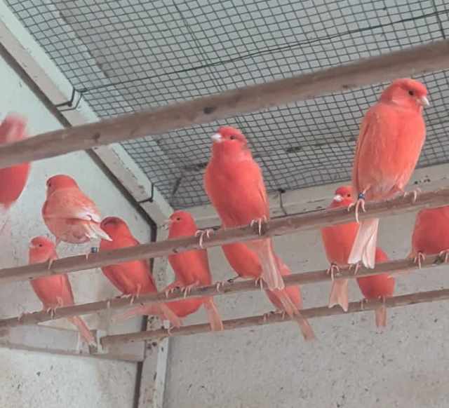 CANARIES FOR SALE. Red Factor, Mule, German Roller, Lizard | Birds ...