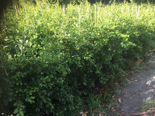 BIG hedging plants - Backyard Bliss Lilly Pillys - Plants in Stirling ...