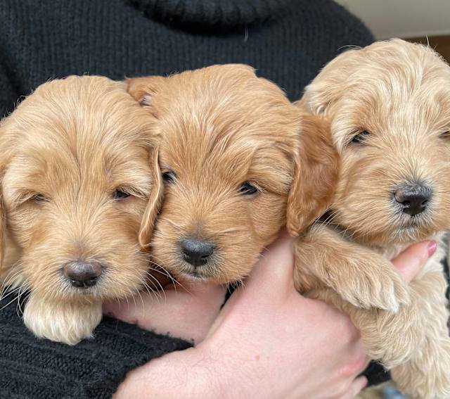 Groodle Puppies - Miniature | Dogs & Puppies | Gumtree Australia ...