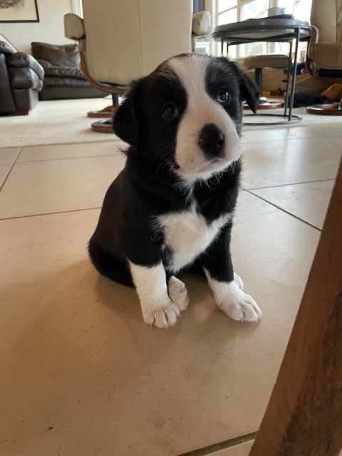 Smithfield x Koolie Pups | Dogs & Puppies | Gumtree Australia Snowy ...