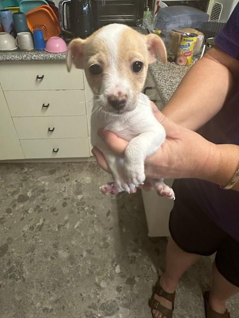Mini foxie x chihuahua | Dogs & Puppies | Gumtree Australia North ...