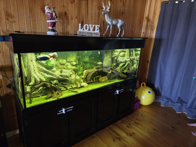 6ft x 2ft x 2 ft. fish tank aquarium with hood and stand. full of fis ...