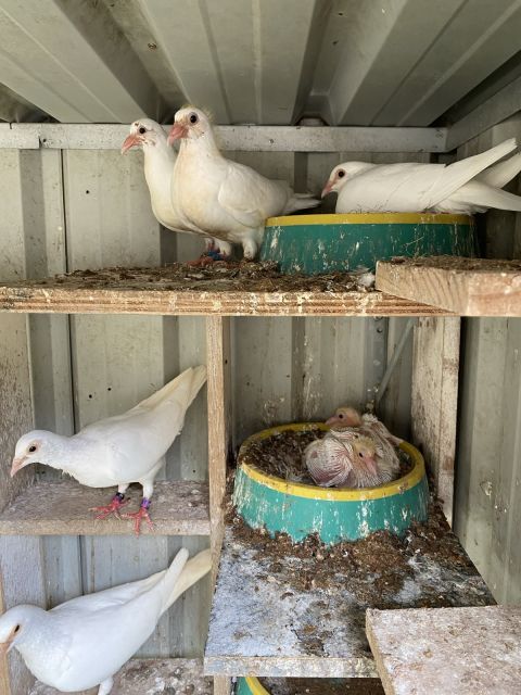 9x Pure White Racing Pigeons Breeding Pairs!!! | Birds | Gumtree ...