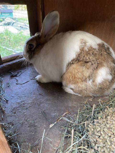 Free male adult rabbit. Need to sell ASAP | Rabbits | Gumtree Australia ...