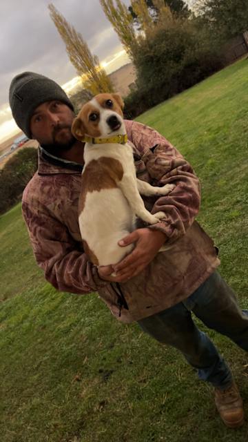 3 year old male Jack Russell | Dogs & Puppies | Gumtree Australia ...