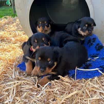 Pure Bred Registered Rottweiler Puppies for Sale | Dogs & Puppies ...