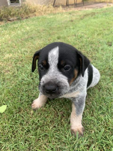 Pure bred Blue cattle dog (stumpy and long tail available) | Dogs ...