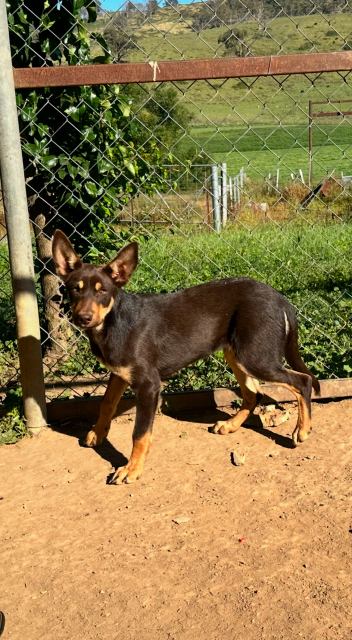 1 x male Red and tan kelpie pup | Dogs & Puppies | Gumtree Australia ...