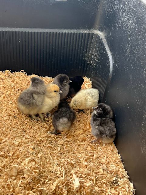 7 Frizzle chickens (name your price) | Birds | Gumtree Australia Coffs ...