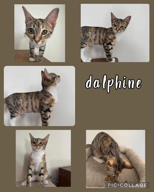 Delphine - Perth Animal Rescue Inc vet work cat/kitten | Cats & Kittens | Gumtree Australia ...