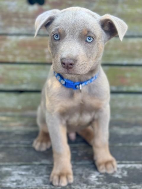 Kelpie Pups Silver Male & Female | Dogs & Puppies | Gumtree Australia ...