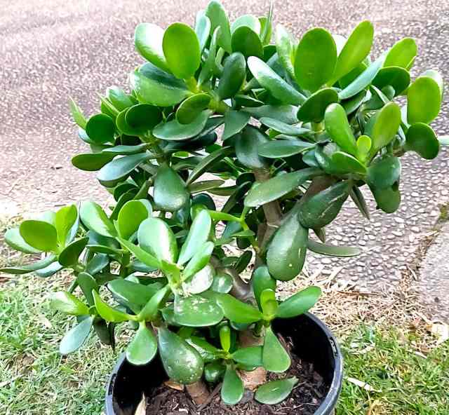 Rooted Jade Money Plant Lucky Money Tree OVATA Crassula about 35x42 cm ...