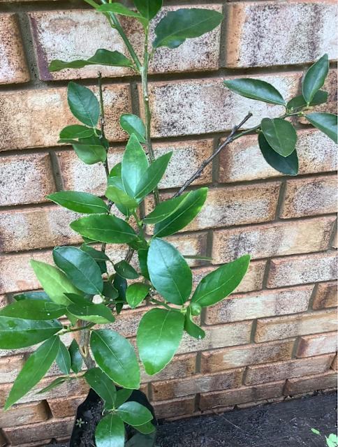 Variety of fruit trees - Plants in Collingwood Park QLD | Gumtree Australia