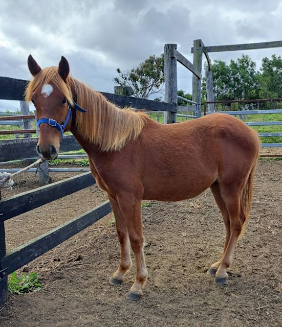 Quarter Pony Gelding | Horses & Ponies | Gumtree Australia Toowoomba Surrounds - Maclagan ...
