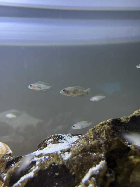 Multi shell dwellers | Fish | Gumtree Australia Ipswich City - Yamanto ...