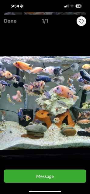 African cichlids and flowerhorn | Fish | Gumtree Australia Whittlesea ...