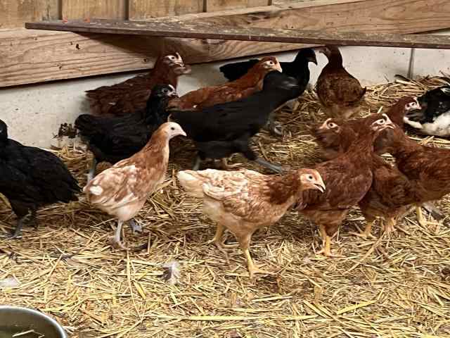 Chickens-commercial laying breeds-young pullets & sexed female chicks ...